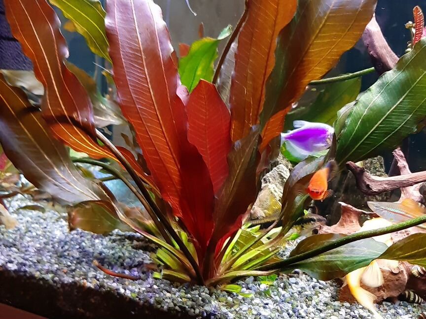 Аквариумное растение эхинодорус Магрибинец