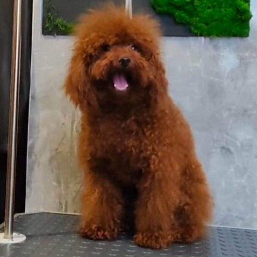 Той-пудель, взрослый пёс