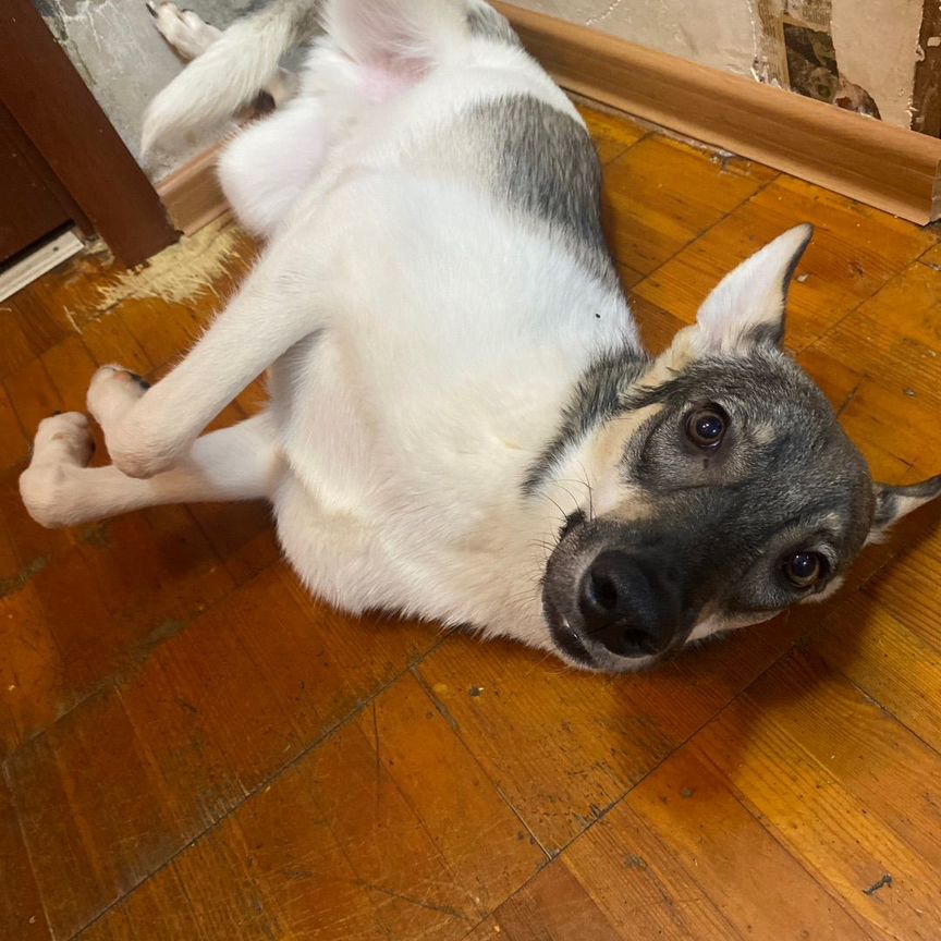 Отдам бесплатно собачку в добрые руки