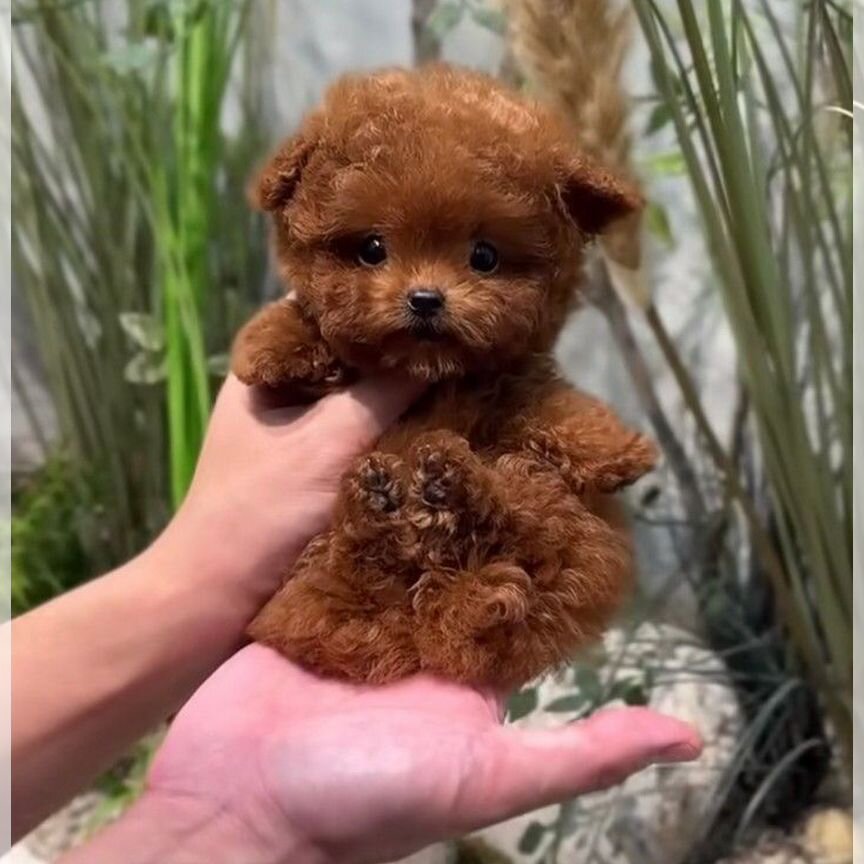 Той-пудель, щенок