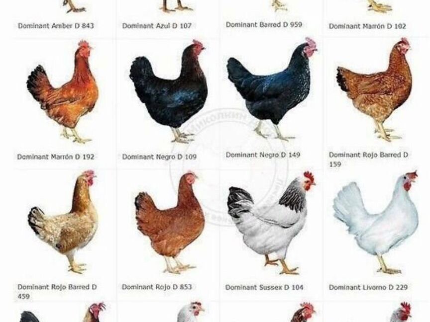 Продам тушку броллера