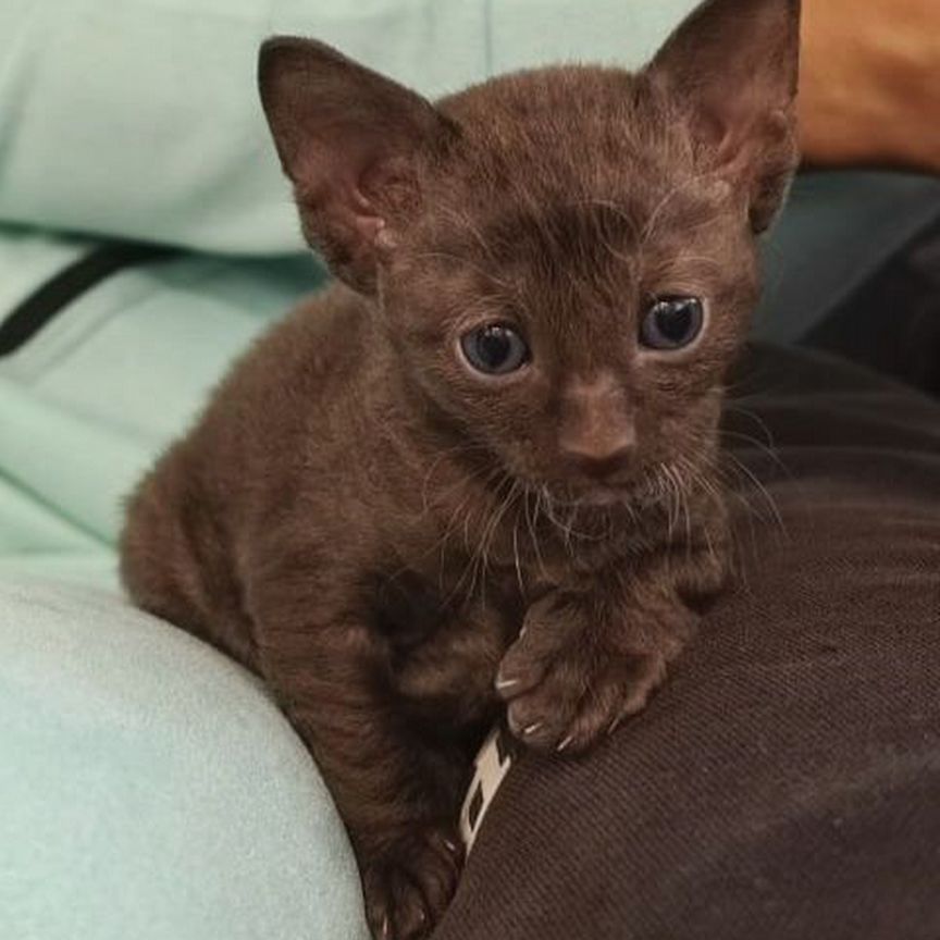 Корниш-рекс котёнок