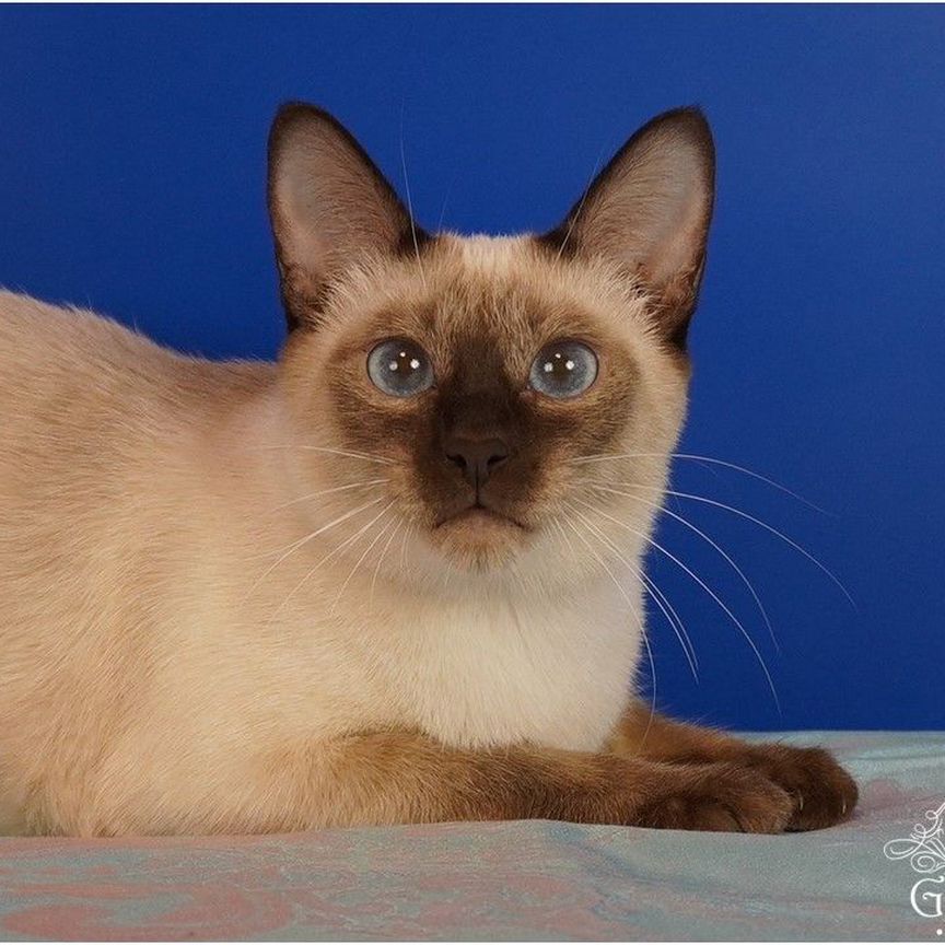 Чемпион WCF тайская кошка шоколад-пойнт