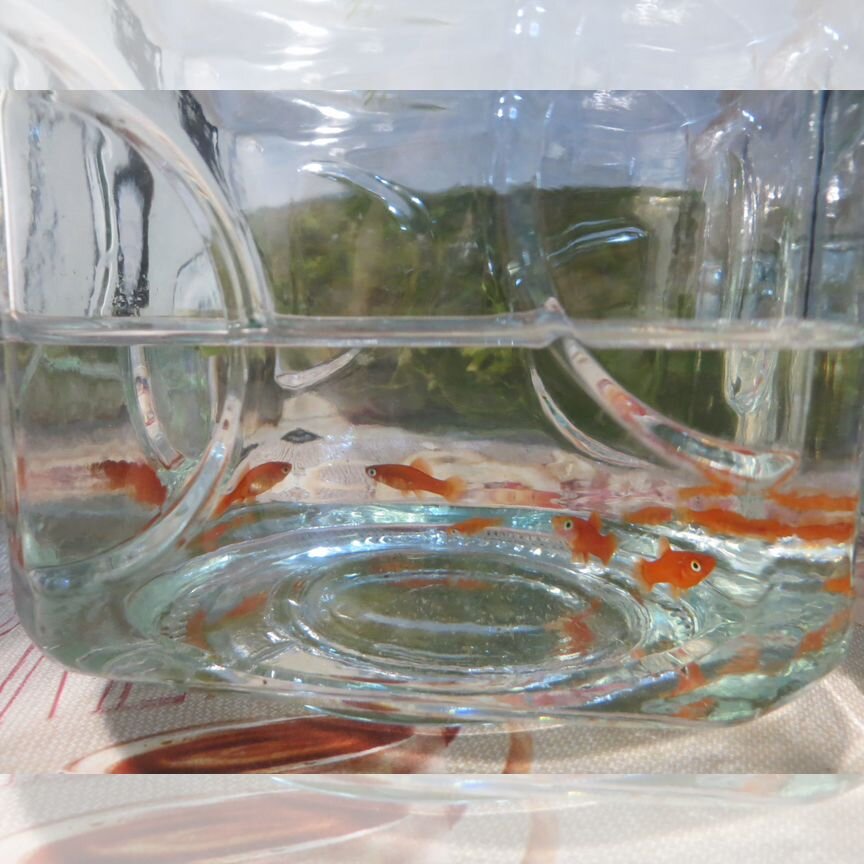 Меченосцы красные