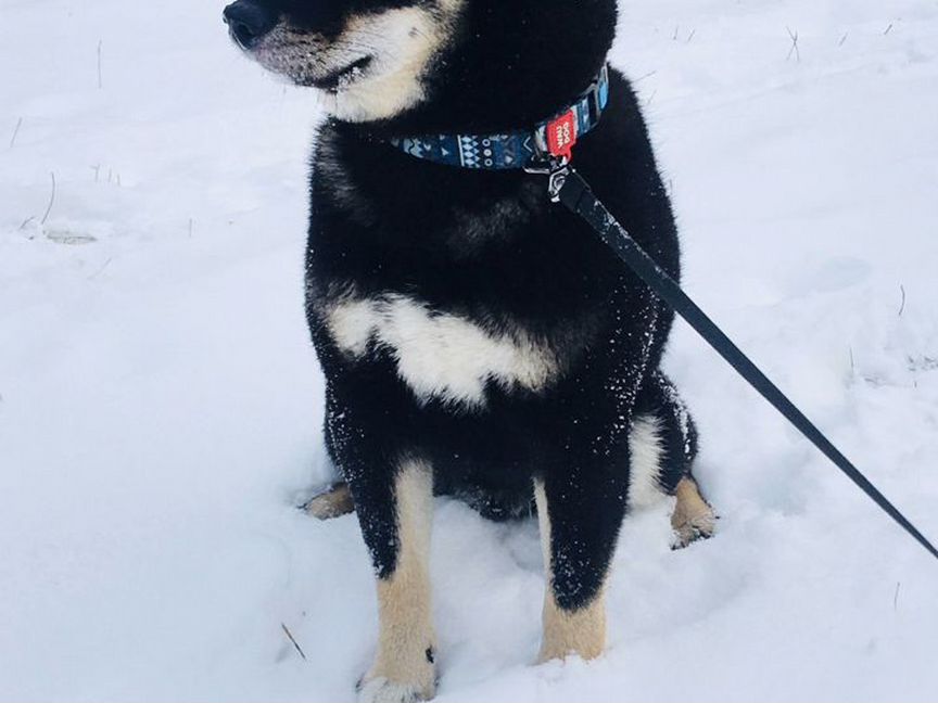 Сиба-ину, вязка