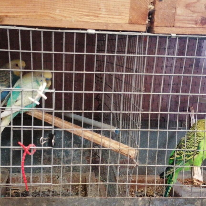 Волнистый попугай