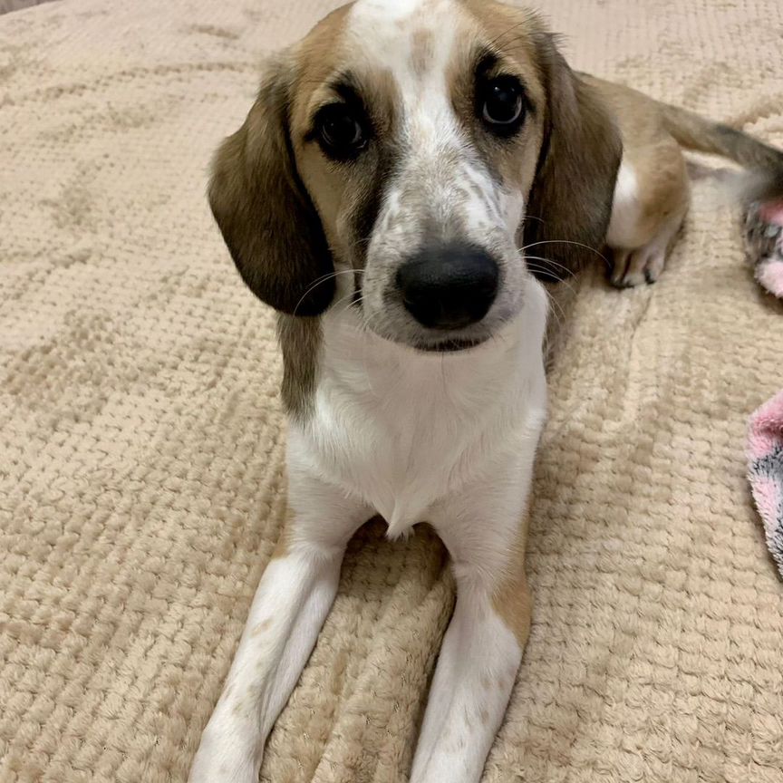 Собака в добрые руки