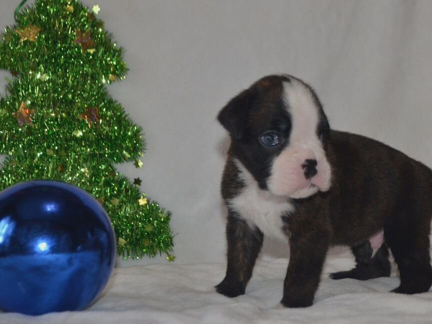 Щенки боксера РКФ