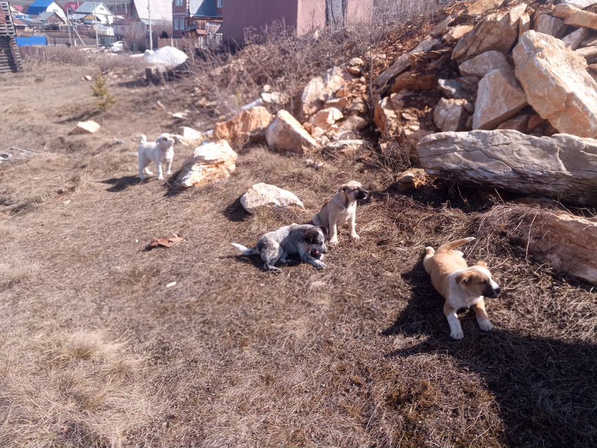 Щенки полупородистые бесплатно