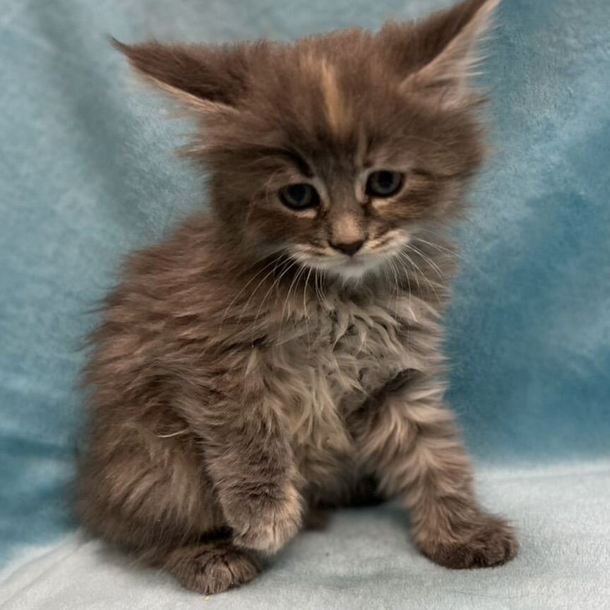 Мейн-кун котёнок