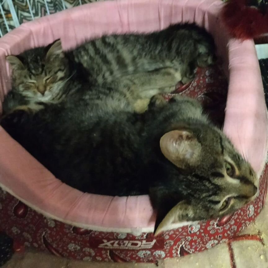 Котята