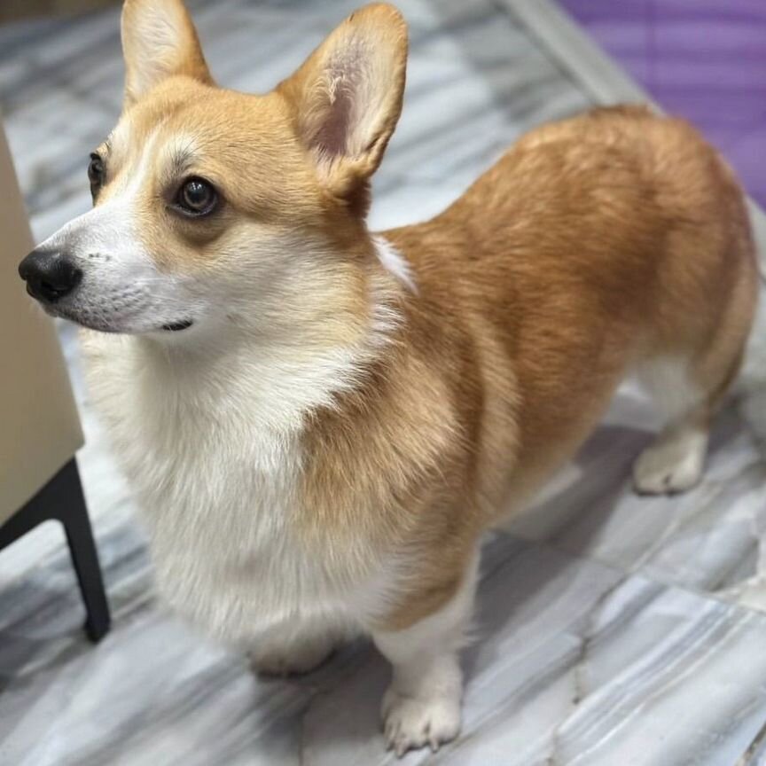 Вельш Корги Пемброк, взрослый пёс