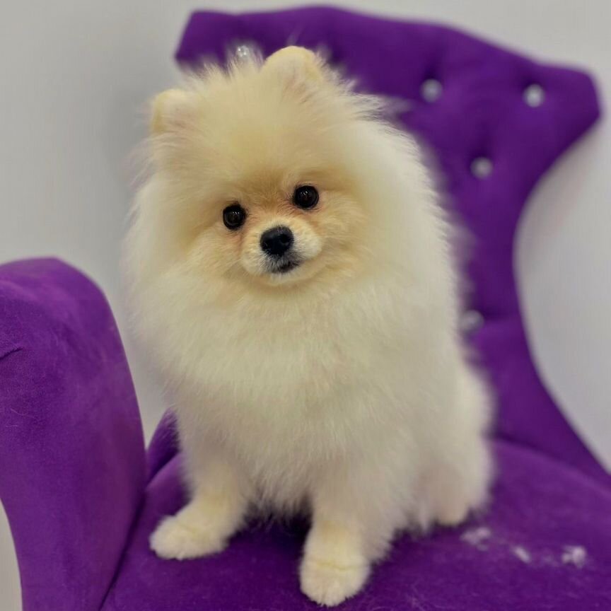 Померанский шпиц, взрослый пёс