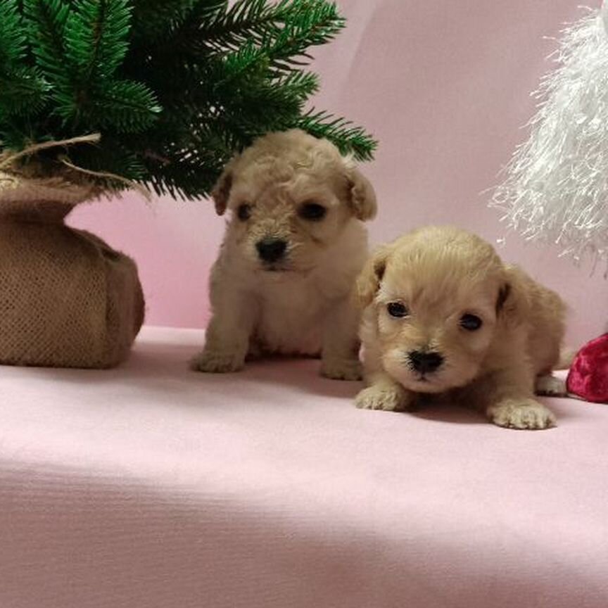 Мальтипу, щенок