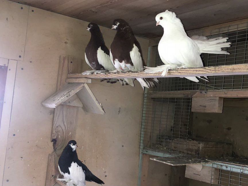 Продажа голубей
