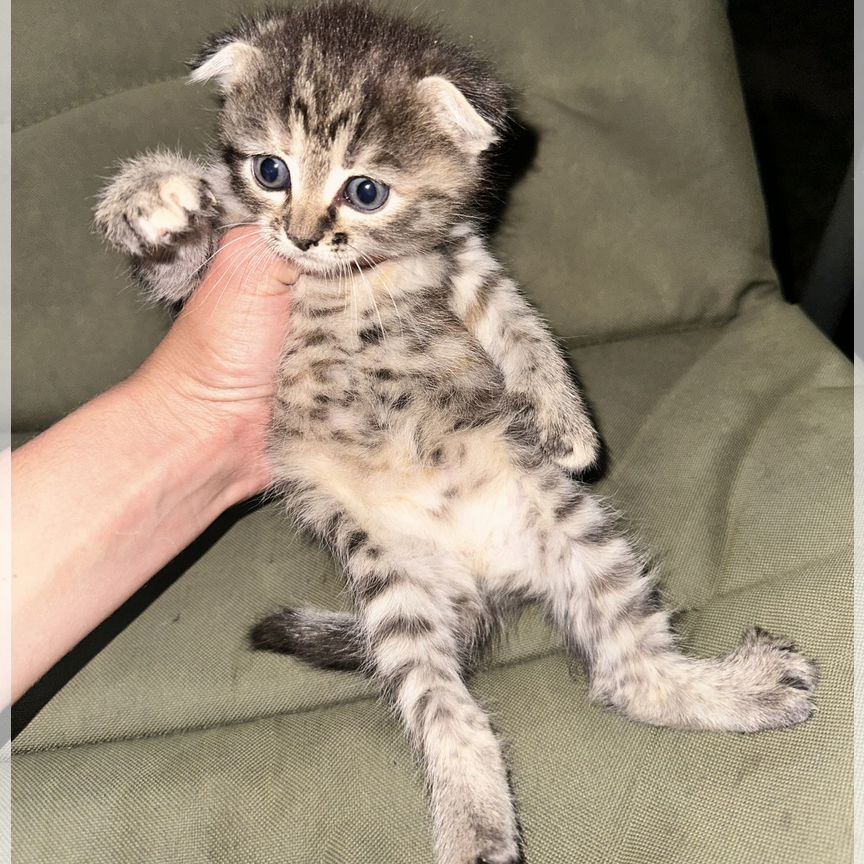 Котята