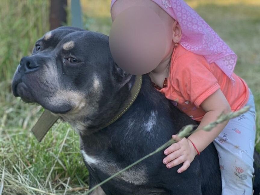 Американский булли покет