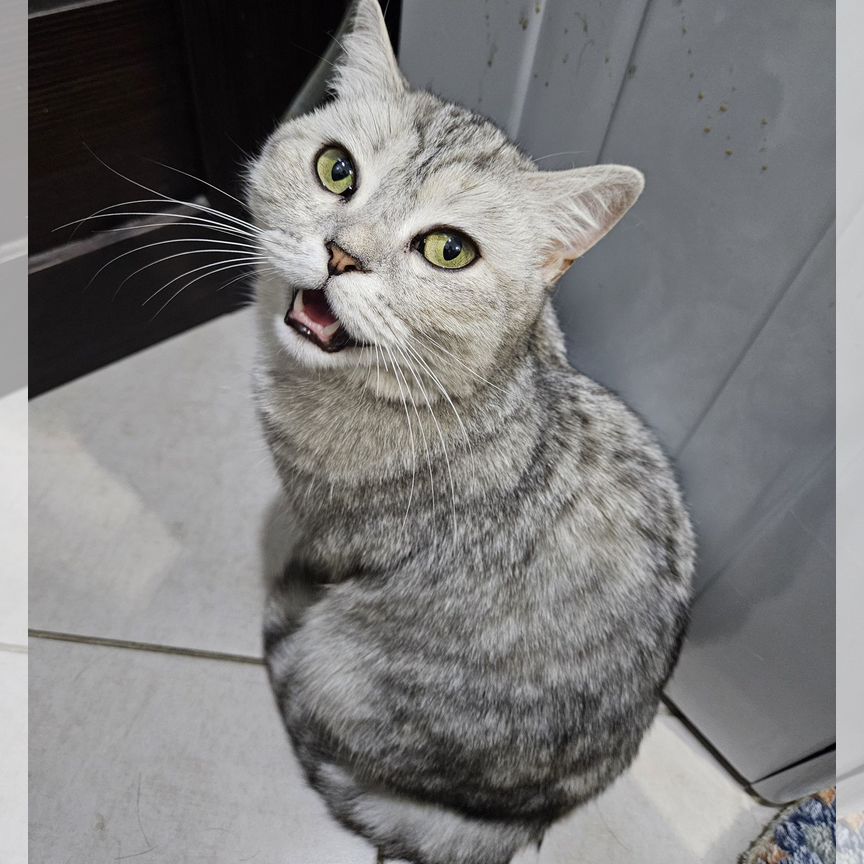 Шотландская кошка