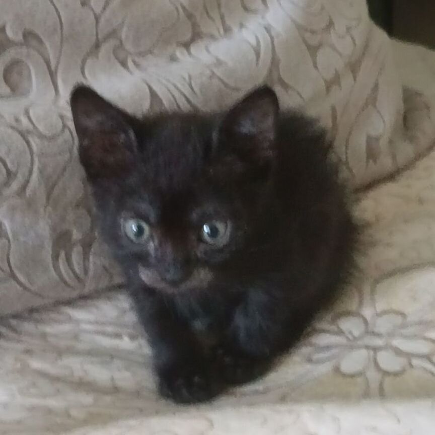 Отдам в добрые руки