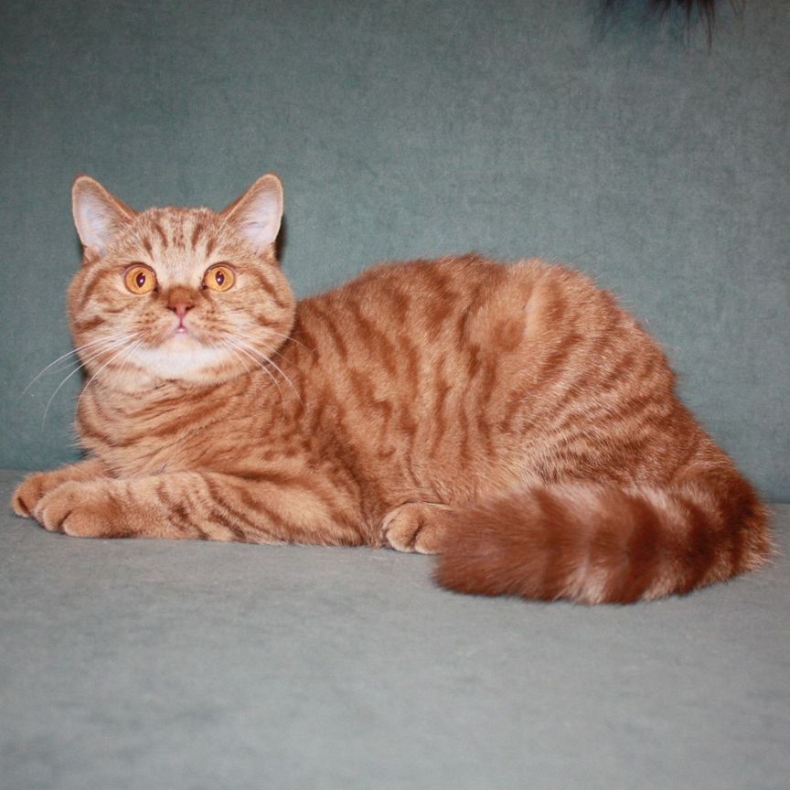 Шотландский короткошерстный котик