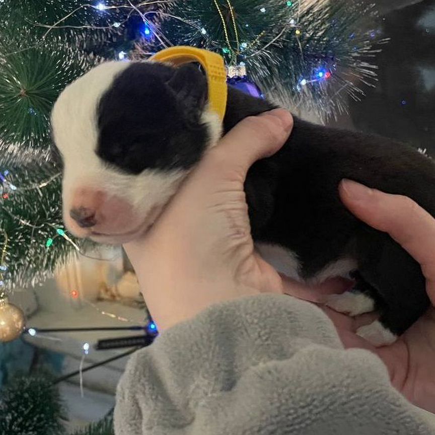 Вельш Корги Кардиган, щенок