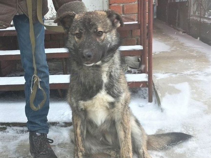 Тоше нужен дом