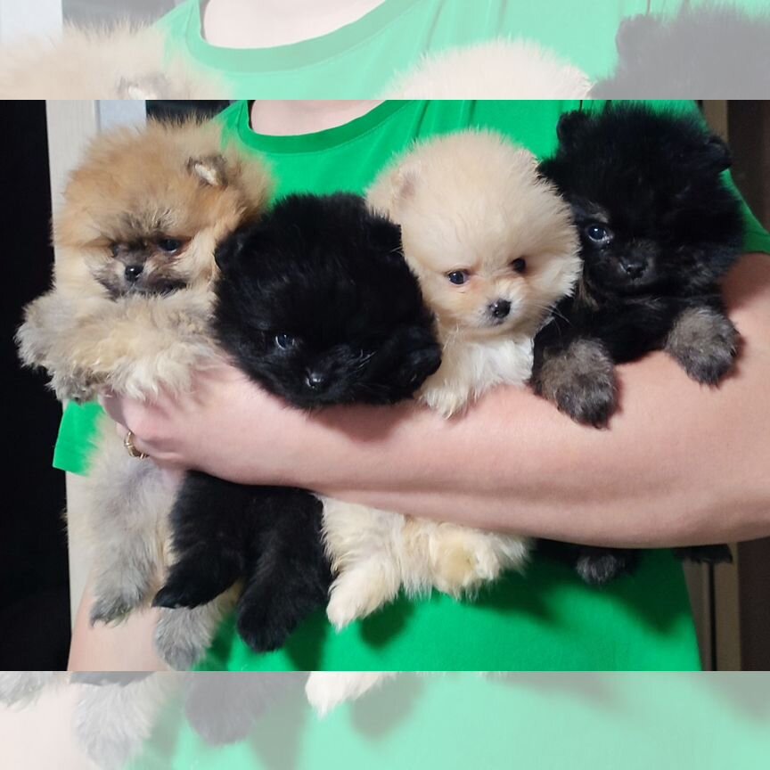 Померанский шпиц, щенок