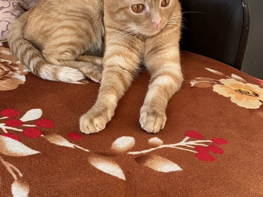 Шотландский вислоухий кот