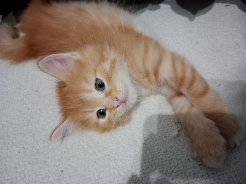 Котенок 1 месяц