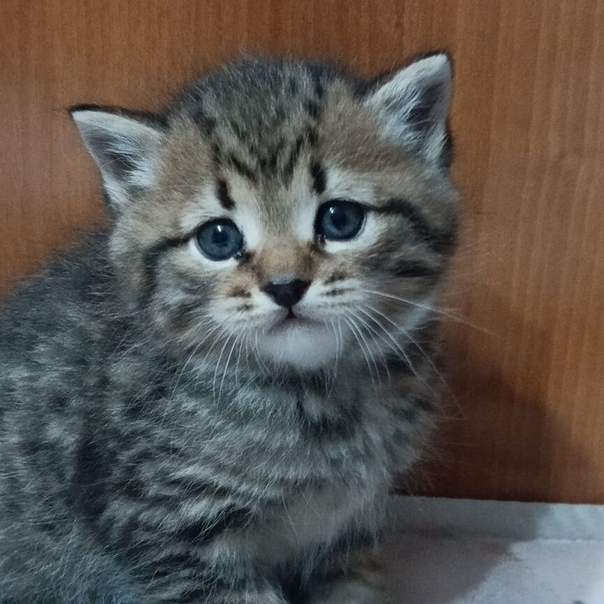 Сибирская кошка