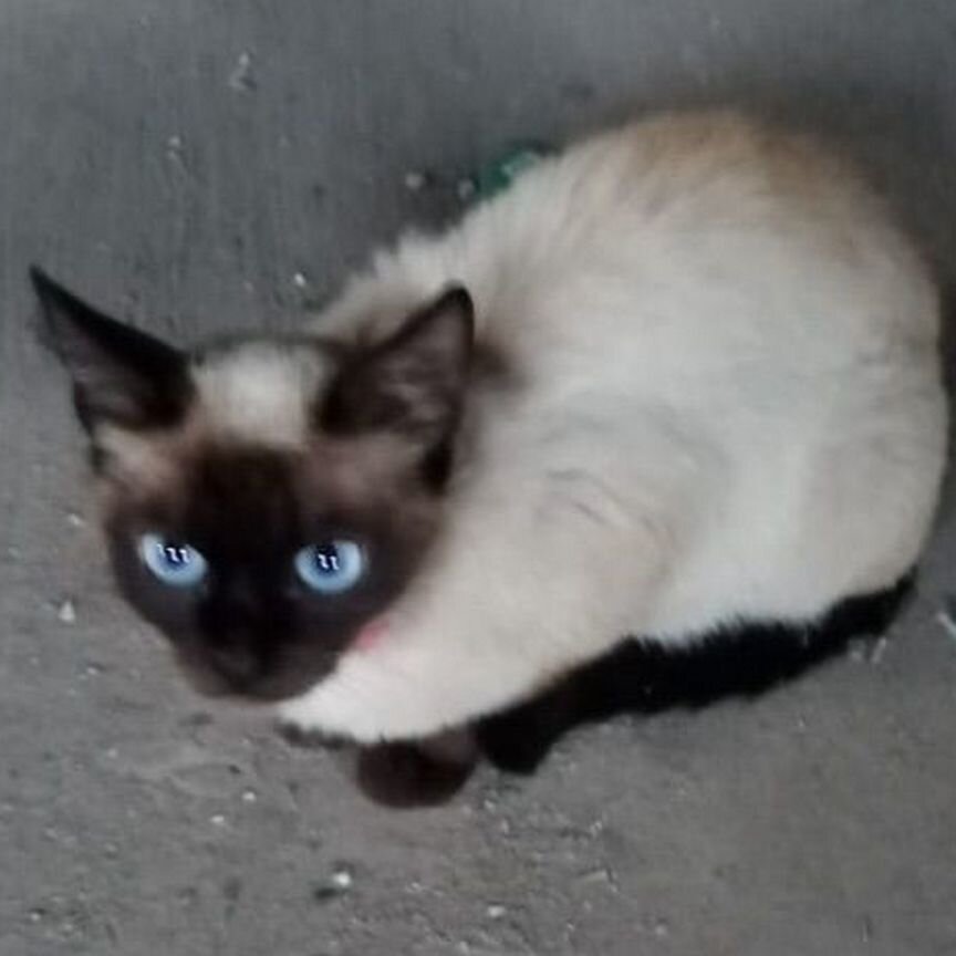 Кошка в добрые руки