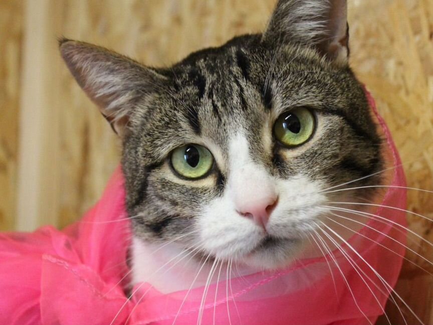 Виталик в поисках дома