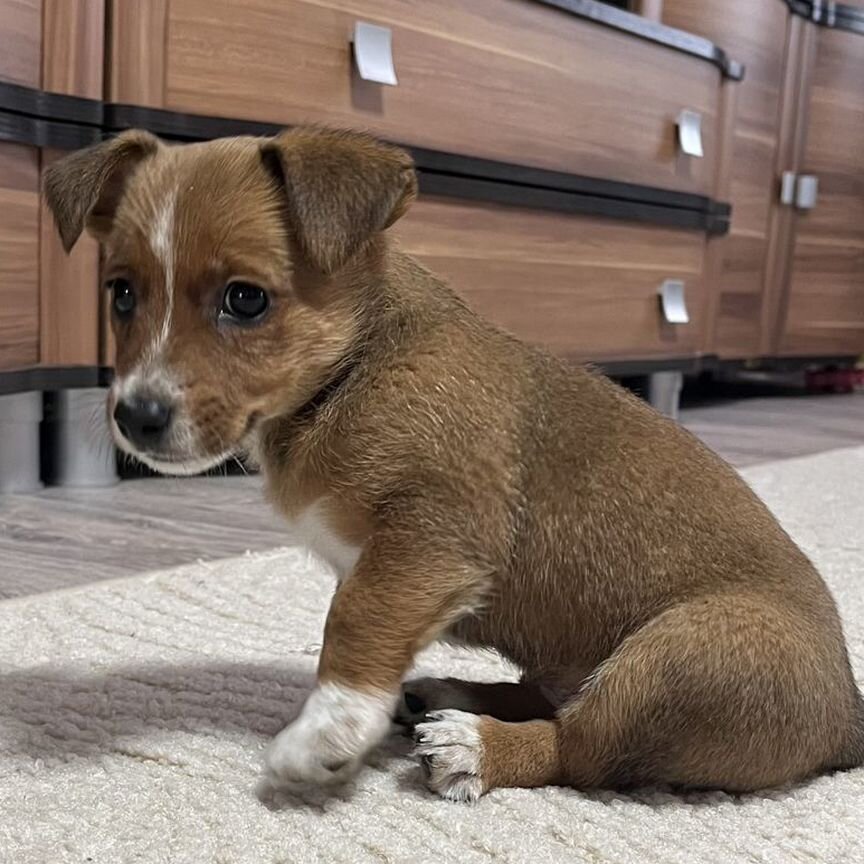 Джек-рассел-терьер, щенок