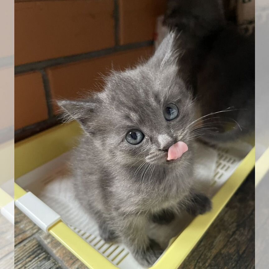 Британские котята бесплатно