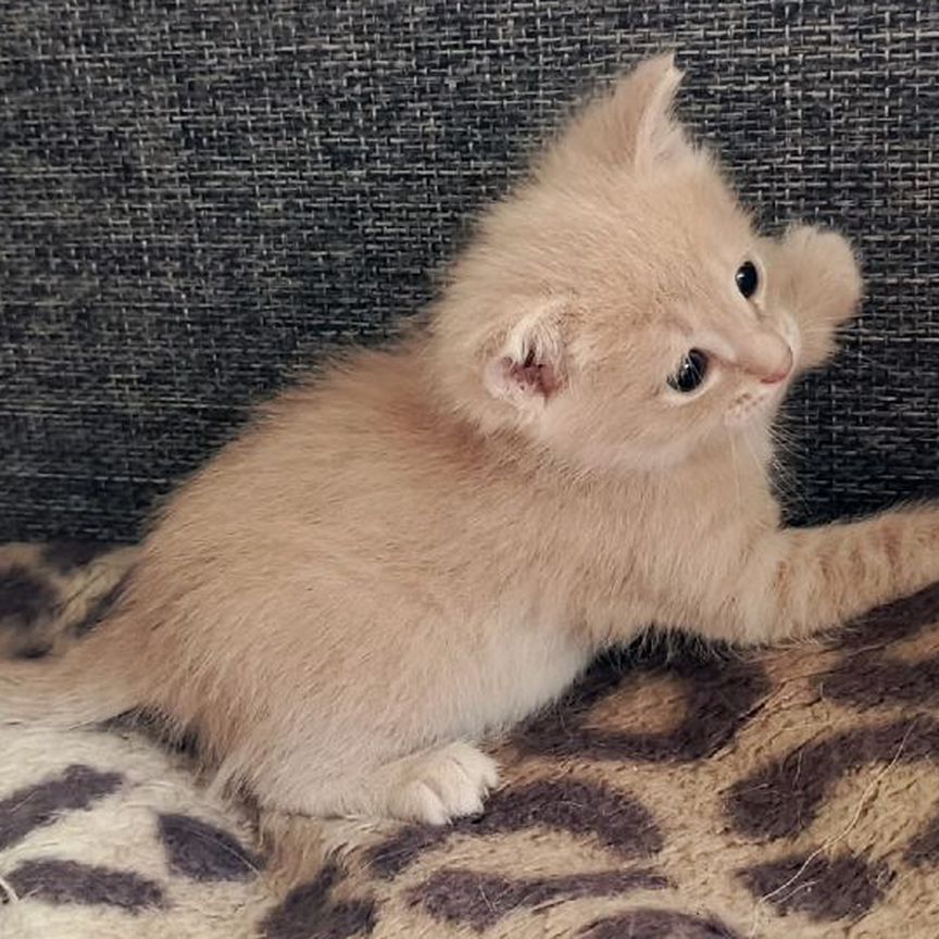 Котёнок в добрые руки