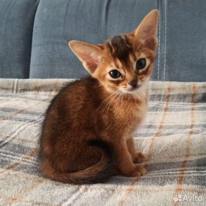 Абиссинская девочка дикого окраса