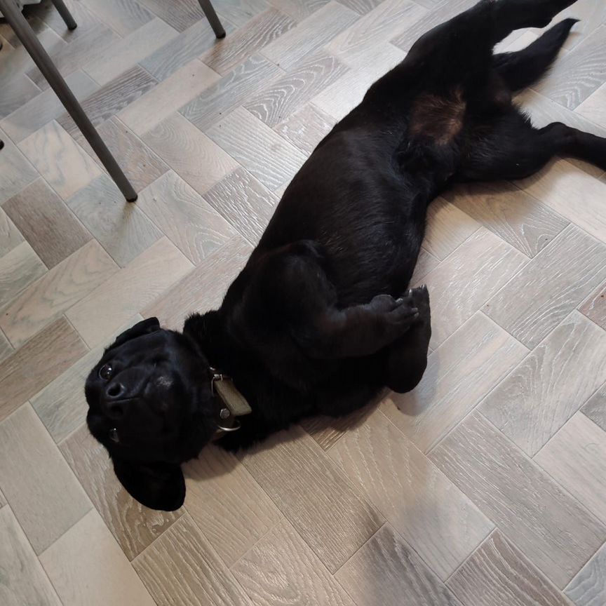 Отдам в добрые руки собаку