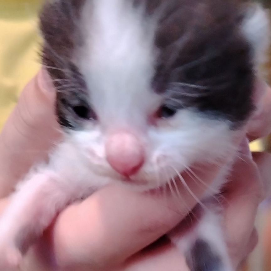 Котенок в добрые руки