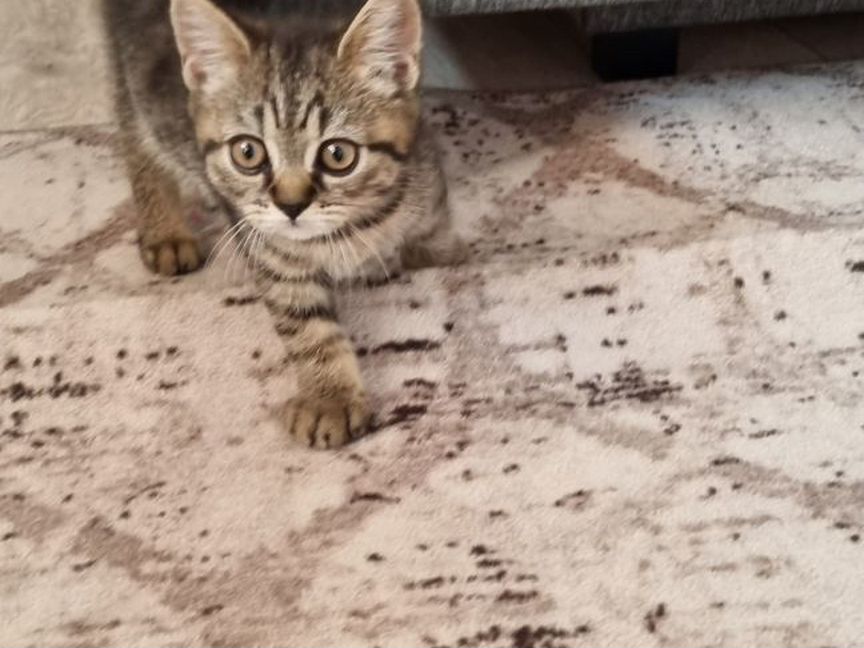 Котёнок (мальчик)