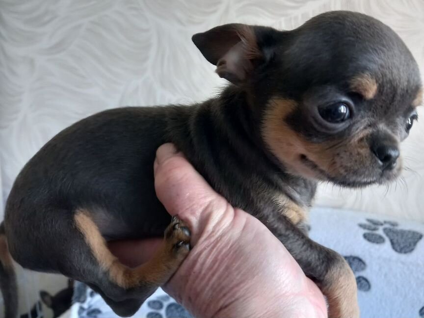 Голубой мини щенок чихуахуа