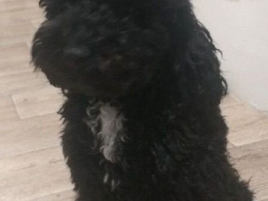 Карликовый пудель