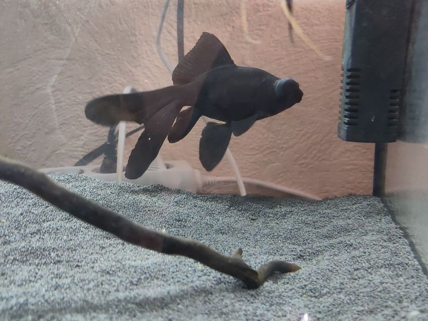 Телескоп взрослый 15см