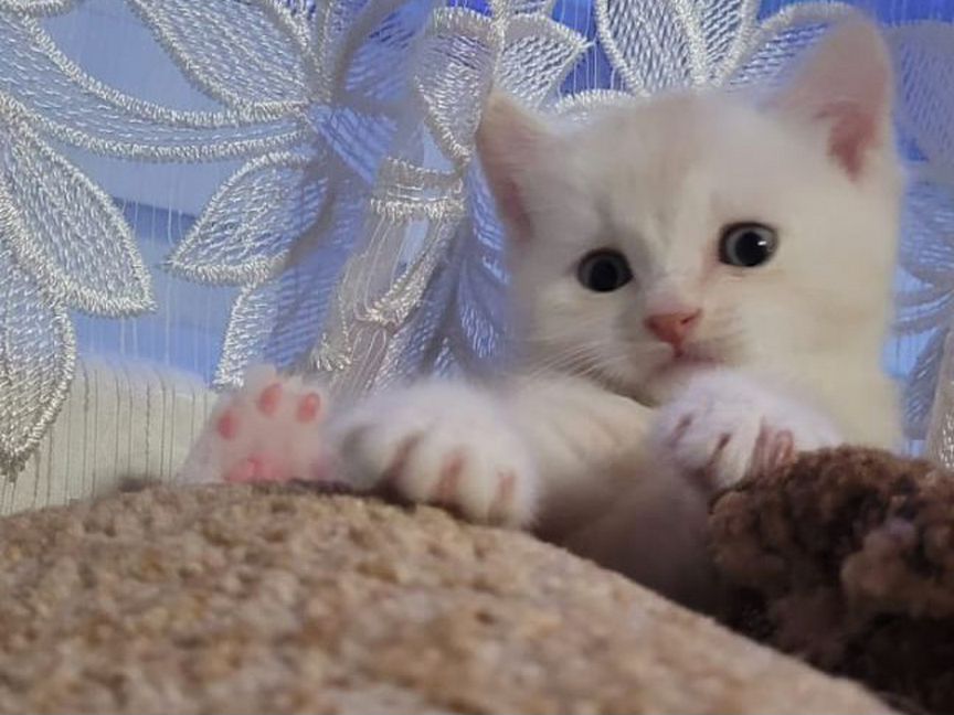 Котенок шотландской породы