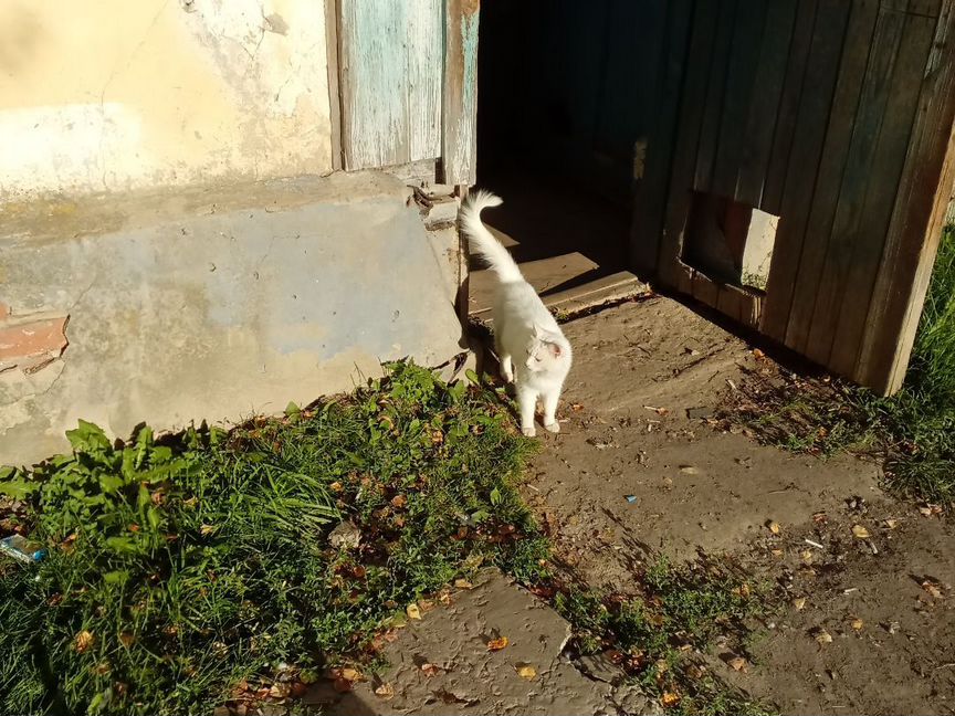 Кошка-потеряшка ищет добрых хозяев