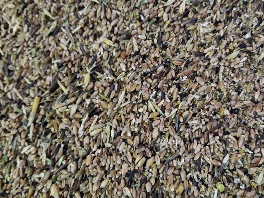 Зерноотходы пшеничные 35 кг