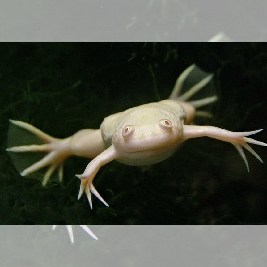 Лягушка аквариумная карликовая