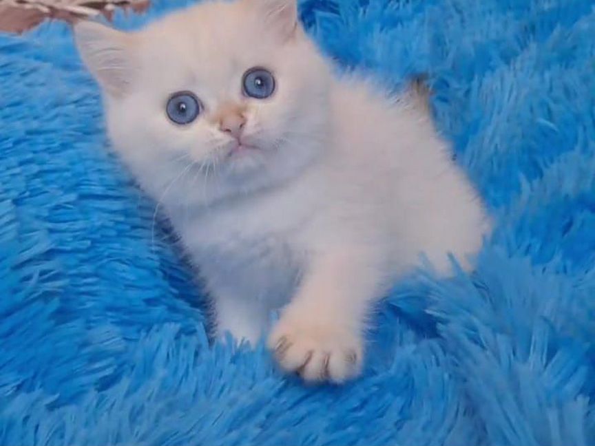 Шотландские котята