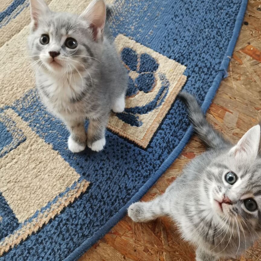 Мейн-кун котёнок