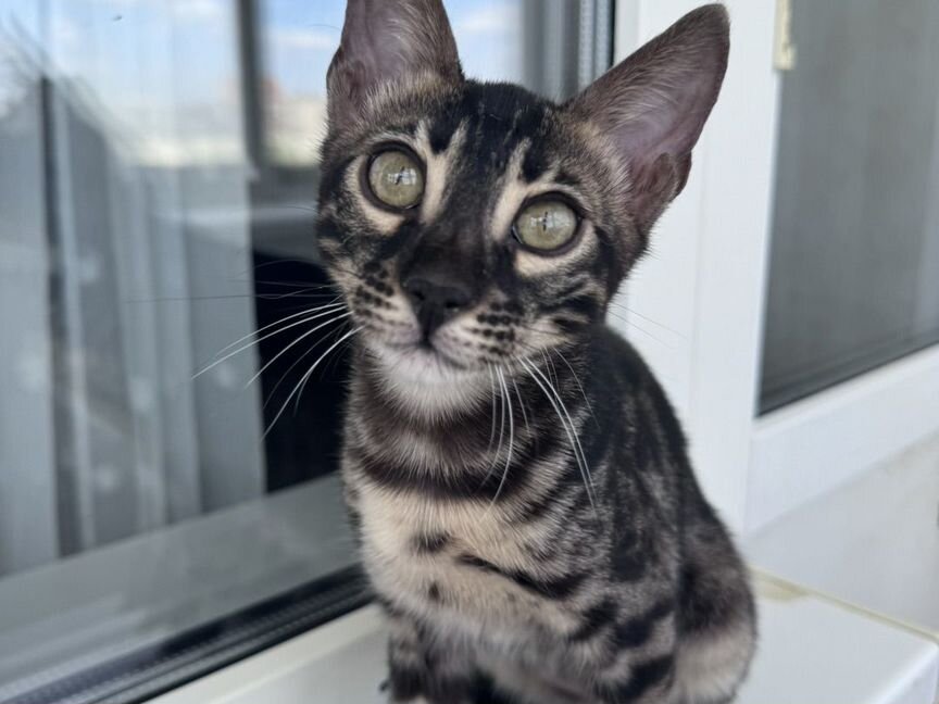 Котик уголь