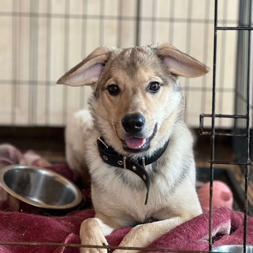 Щенок в приюте